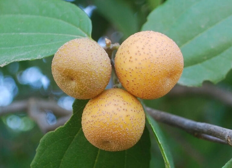 Juá, fruto do juazeiro, é muito comum no Nordeste