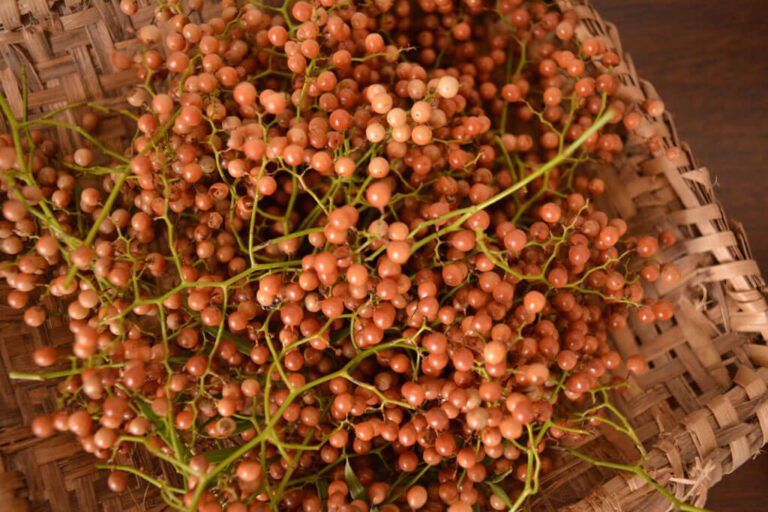 Pimenta rosa (aroeira-vermelha) é originária da América do Sul