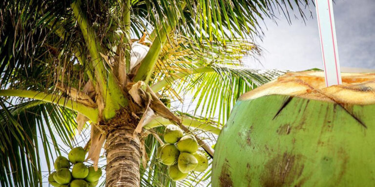 Tipos de coco explorados na cocoicultura são diversos
