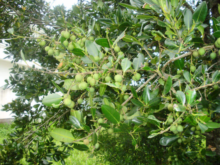 Guanandi é árvore brasileira com incrível capacidade de adaptação