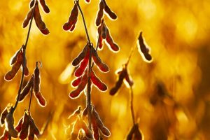 DERAL e o funcionamento deste importante departamento