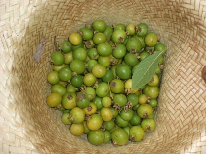 Gabiroba tem origem brasileira, é comum no cerrado e traz benefícios