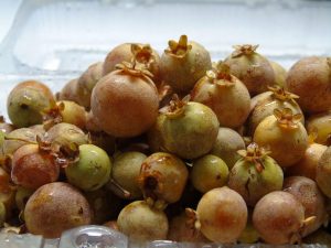 Gabiroba tem origem brasileira, é comum no cerrado e traz benefícios