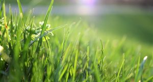 Gleba é uma medida de terra que ainda não possui infraestrutura