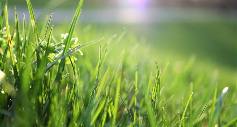 Gleba é uma medida de terra que ainda não possui infraestrutura