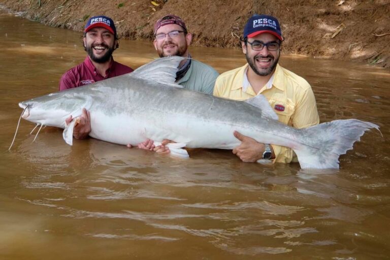 Barbado é um peixe de água doce que pode medir até 1,2 metro