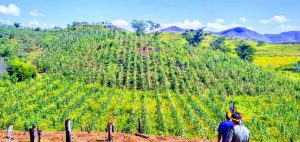 A policultura e a sua influência nas questões ambientais