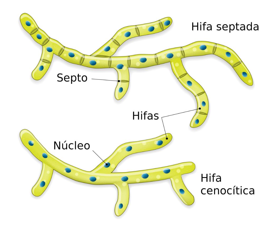 Hifas São Estruturas Que Permitem O Desenvolvimento Dos Fungos
