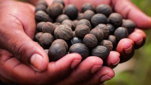 Ucuúba é semente (ou fruta) proveniente de árvore da Amazônia