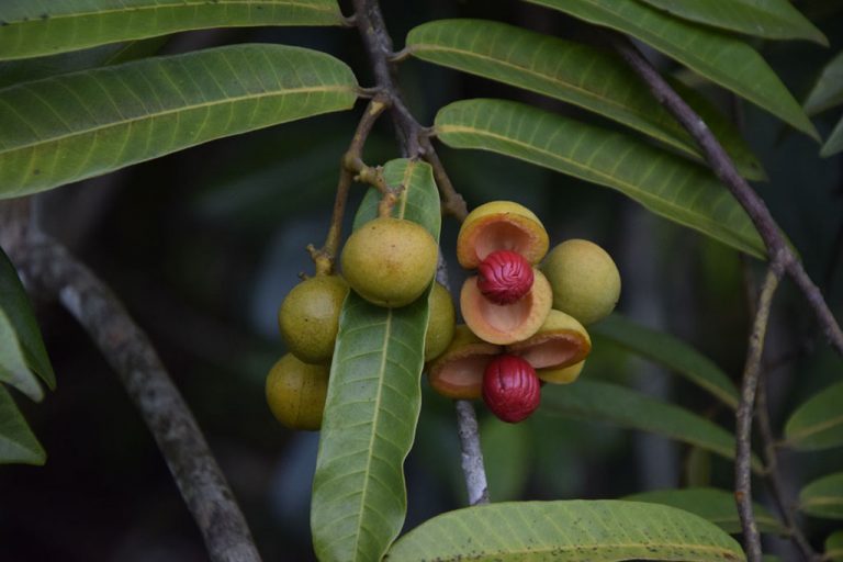 Ucuúba é semente (ou fruta) proveniente de árvore da Amazônia