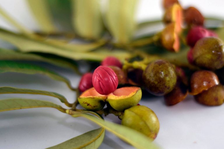 Ucuúba é semente (ou fruta) proveniente de árvore da Amazônia