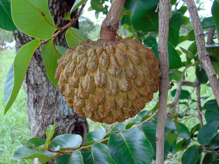 Araticum tem poderes medicinais e frutos saborosos