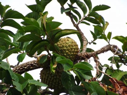 Araticum tem poderes medicinais e frutos saborosos