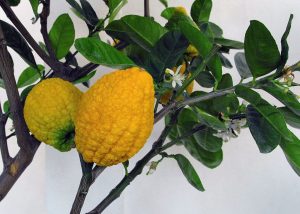 Cidra é uma fruta cítrica nativa do sudeste da Ásia e da Índia
