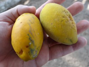 Oiti, árvore perenifólia nativa do Brasil, tem mais de 500 espécies